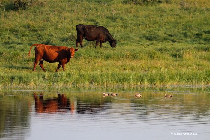 Grazing Systems Program | Healthy Grasslands, Improved Animal Performance