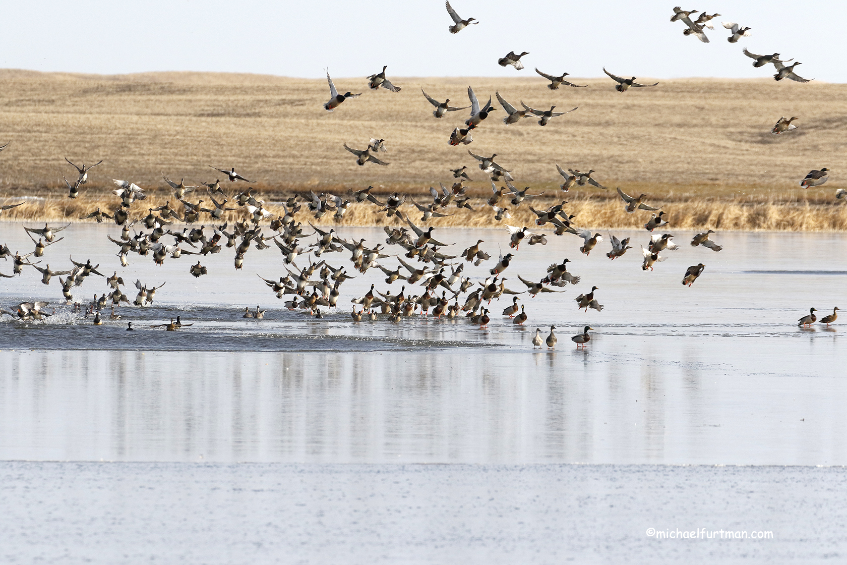 The Ducks Unlimited Story | Ducks Unlimited