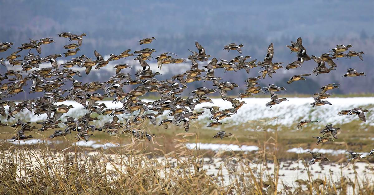 About DU | Ducks Unlimited