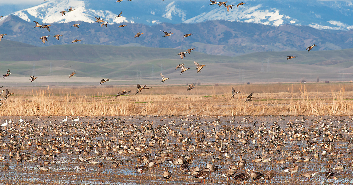 Waterfowl Habitat | Ducks Unlimited