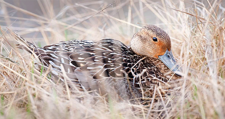 CRP - Conservation Reserve Program