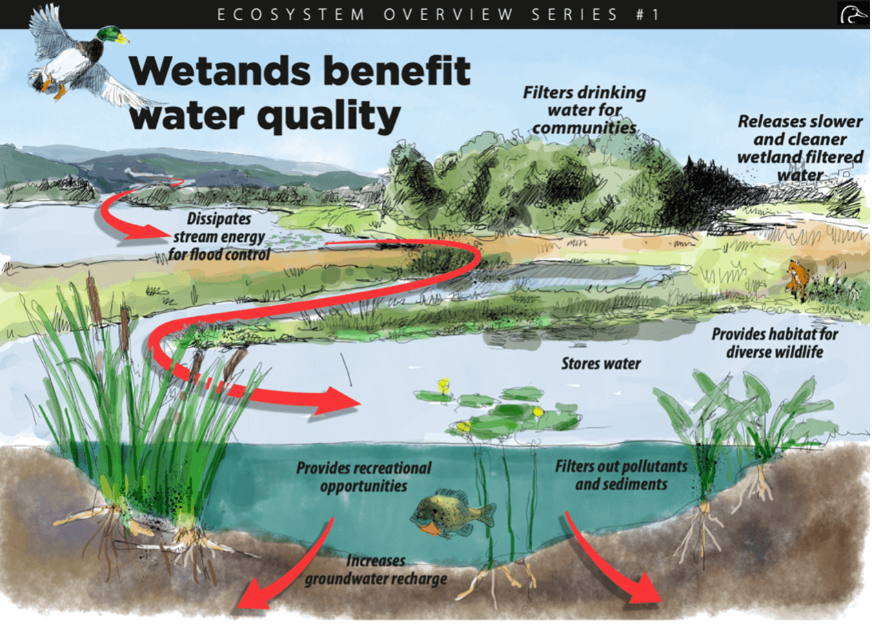 The Importance of Clean and Abundant Water | Ducks Unlimited