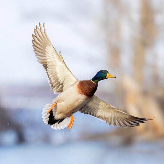 2024-2025 Waterfowl Season in Review | Ducks Unlimited