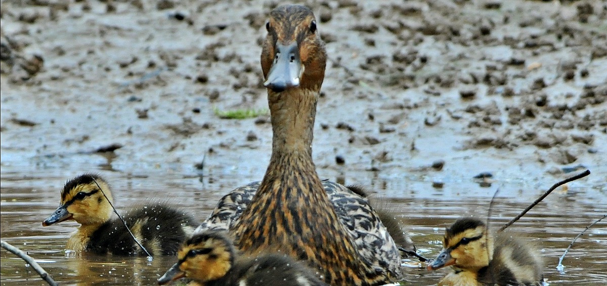 do ducks have short term memory