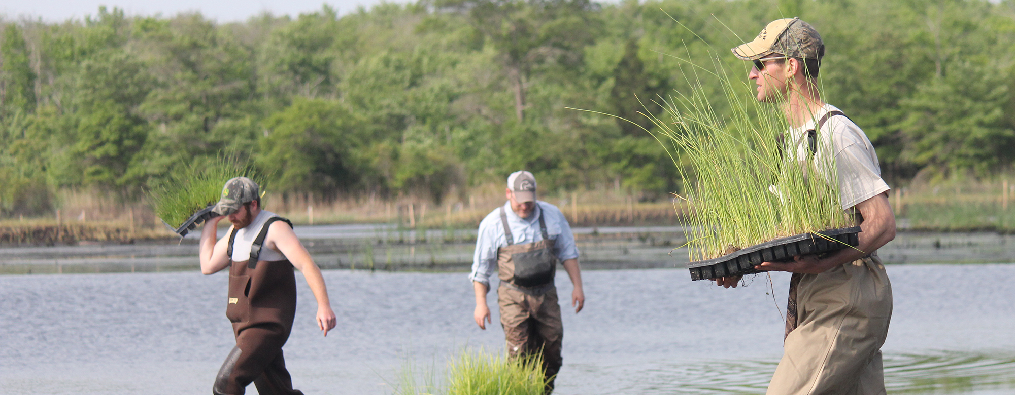 Creating and Restoring Wetlands for Wildlife & Communities | Ducks ...
