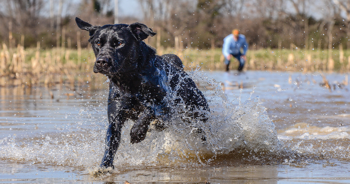 Retriever Training Tips for Hunting Success