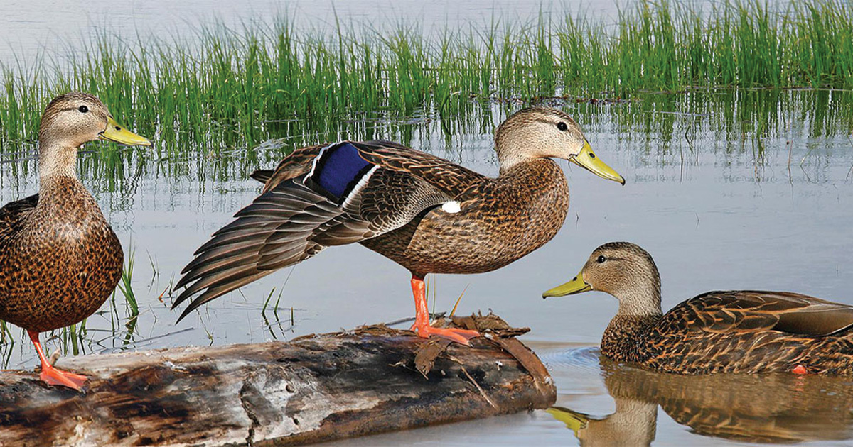 Mexican Duck | Ducks Unlimited