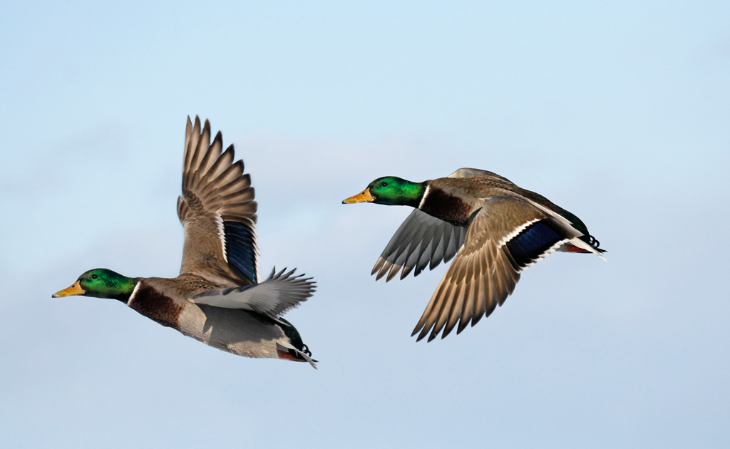 Duck Hunting - Waterfowl Migration | Ducks Unlimited