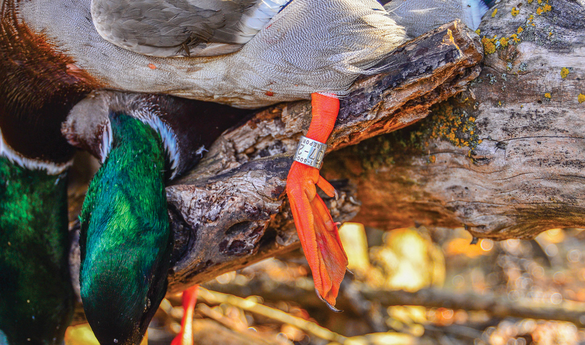 How to Report a Duck Band | Simple Steps & Why It Matters
