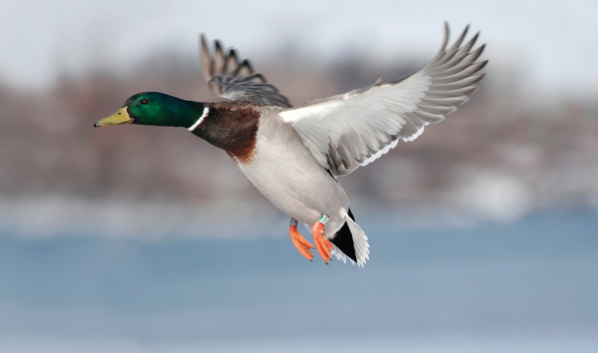 How Duck Banding Data Shapes North America’s Flyway System