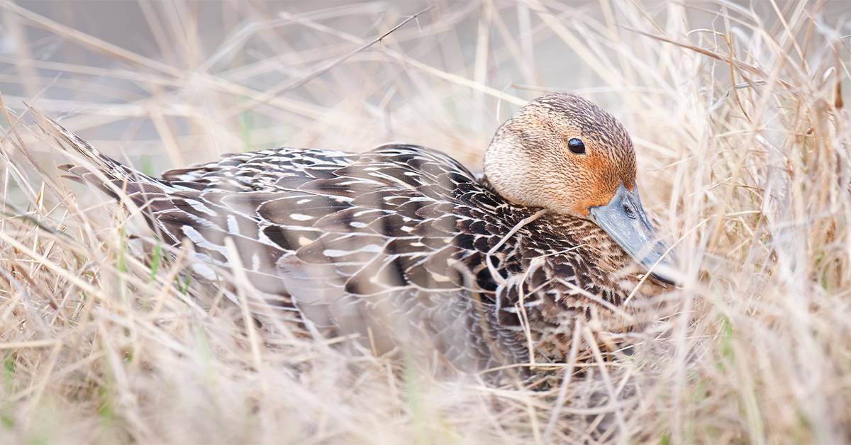 DU Memberships | Ducks Unlimited